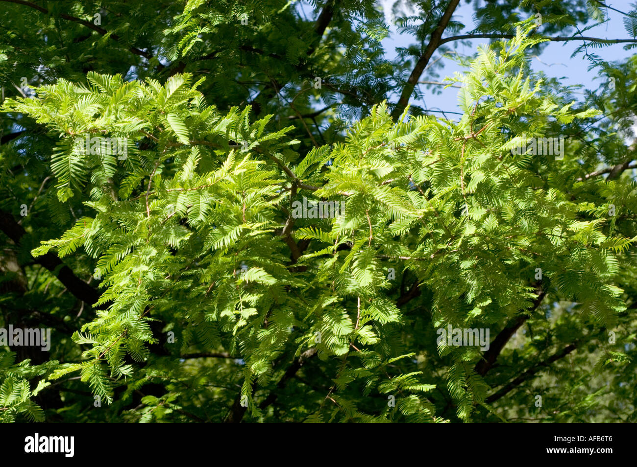 Leaves of Dawn Redwood tree Taxodiaceae Metasequoia glyptostroboides ...