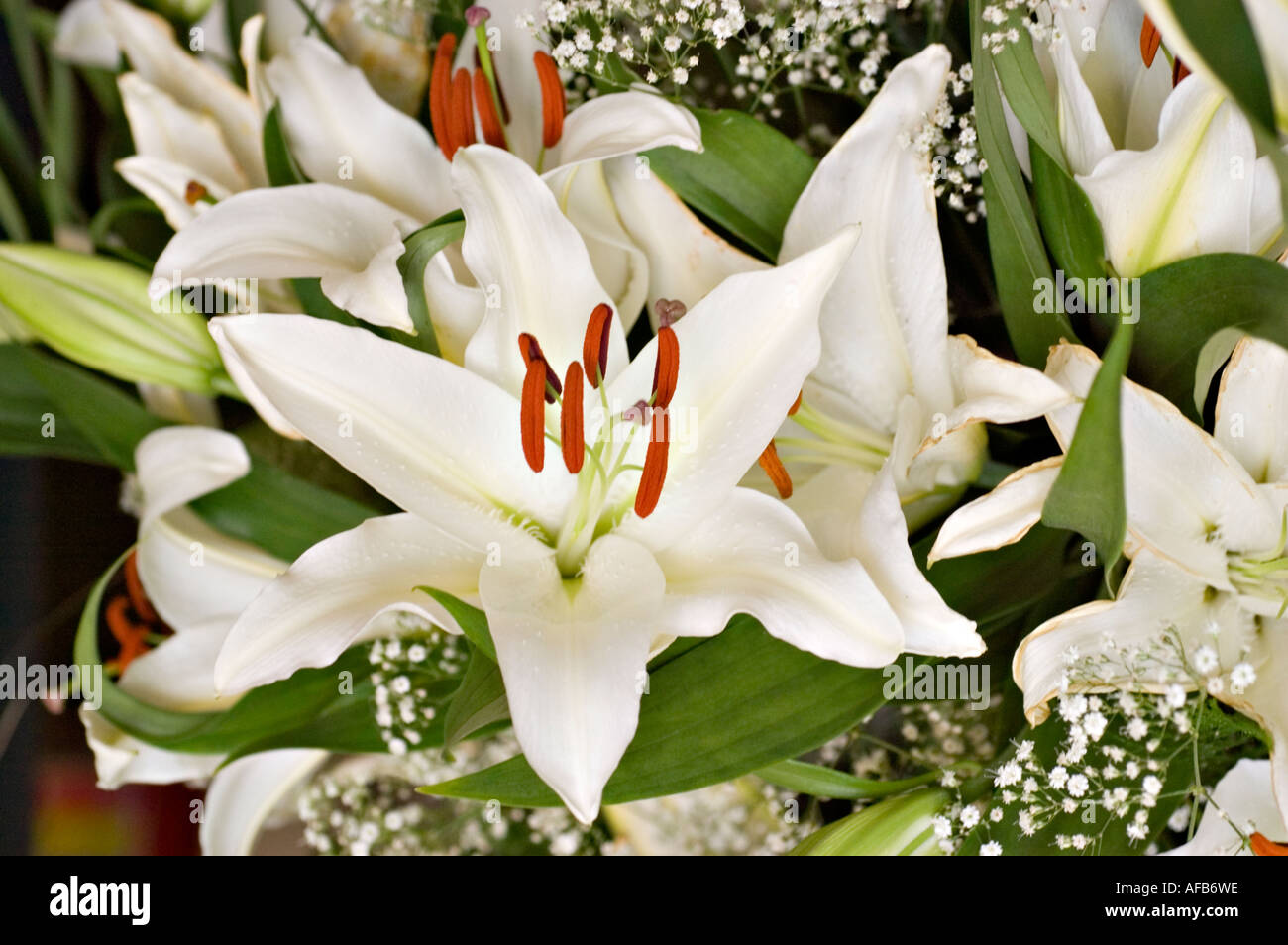 Flower arrangement of white daylily or day lily Simplon lilaceae lilium ...
