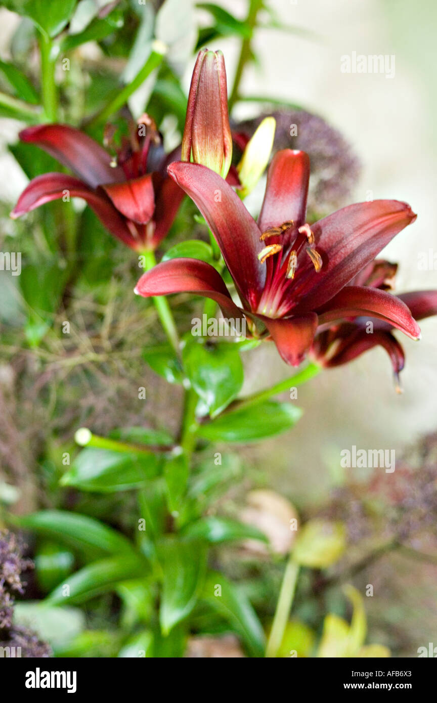 Flower arrangement of dark red daylily or day lily Landini lilaceae ...