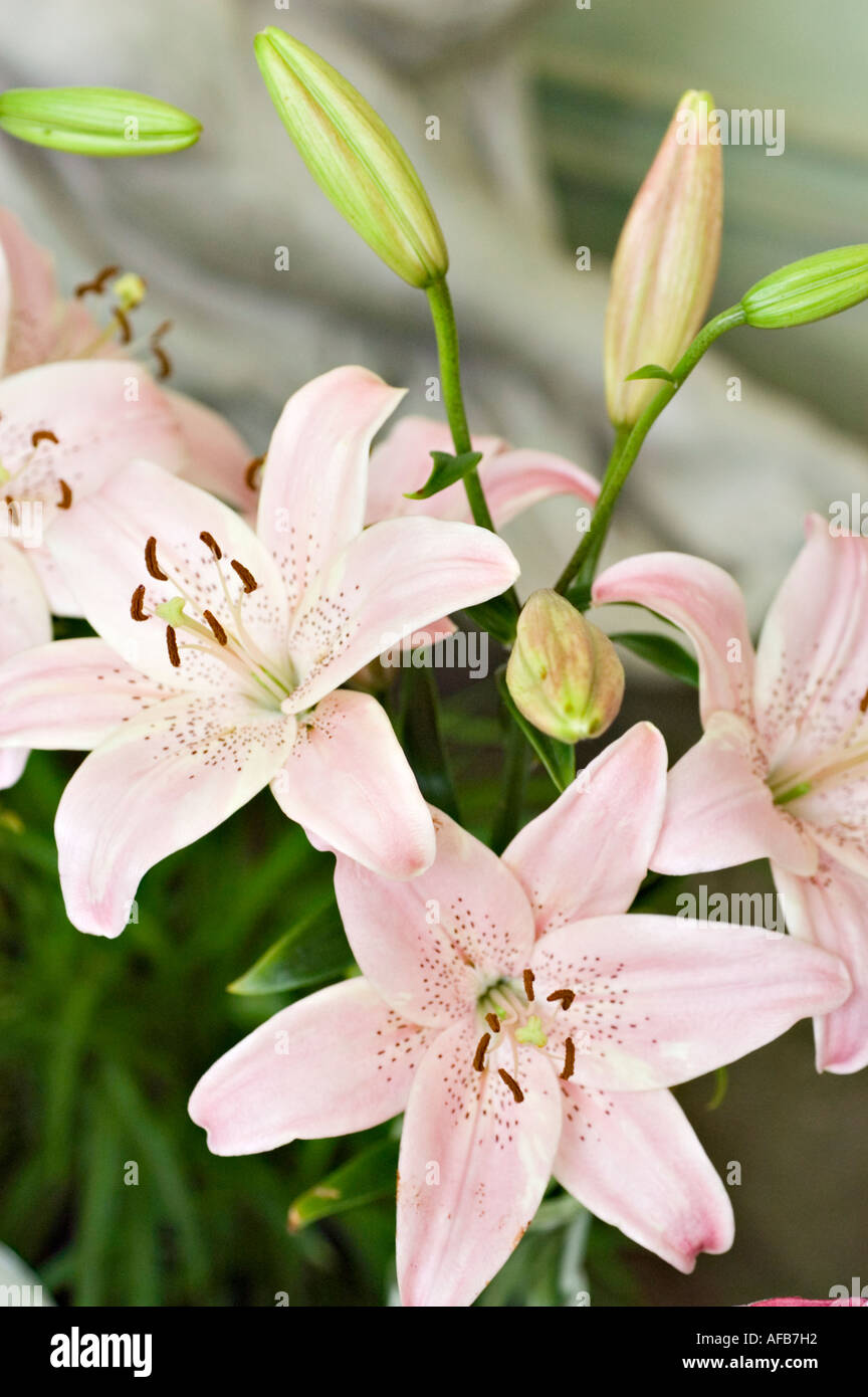 Flower arrangement of white pink daylily or day lily Mega Star lilaceae ...