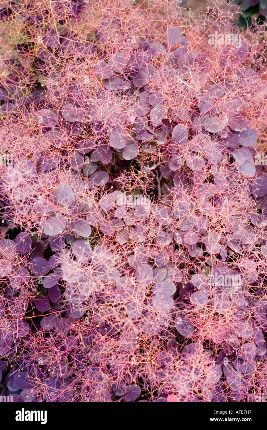 Pink smoke tree or smoketree Anacardiaceae Cotinus coggygria Royal ...