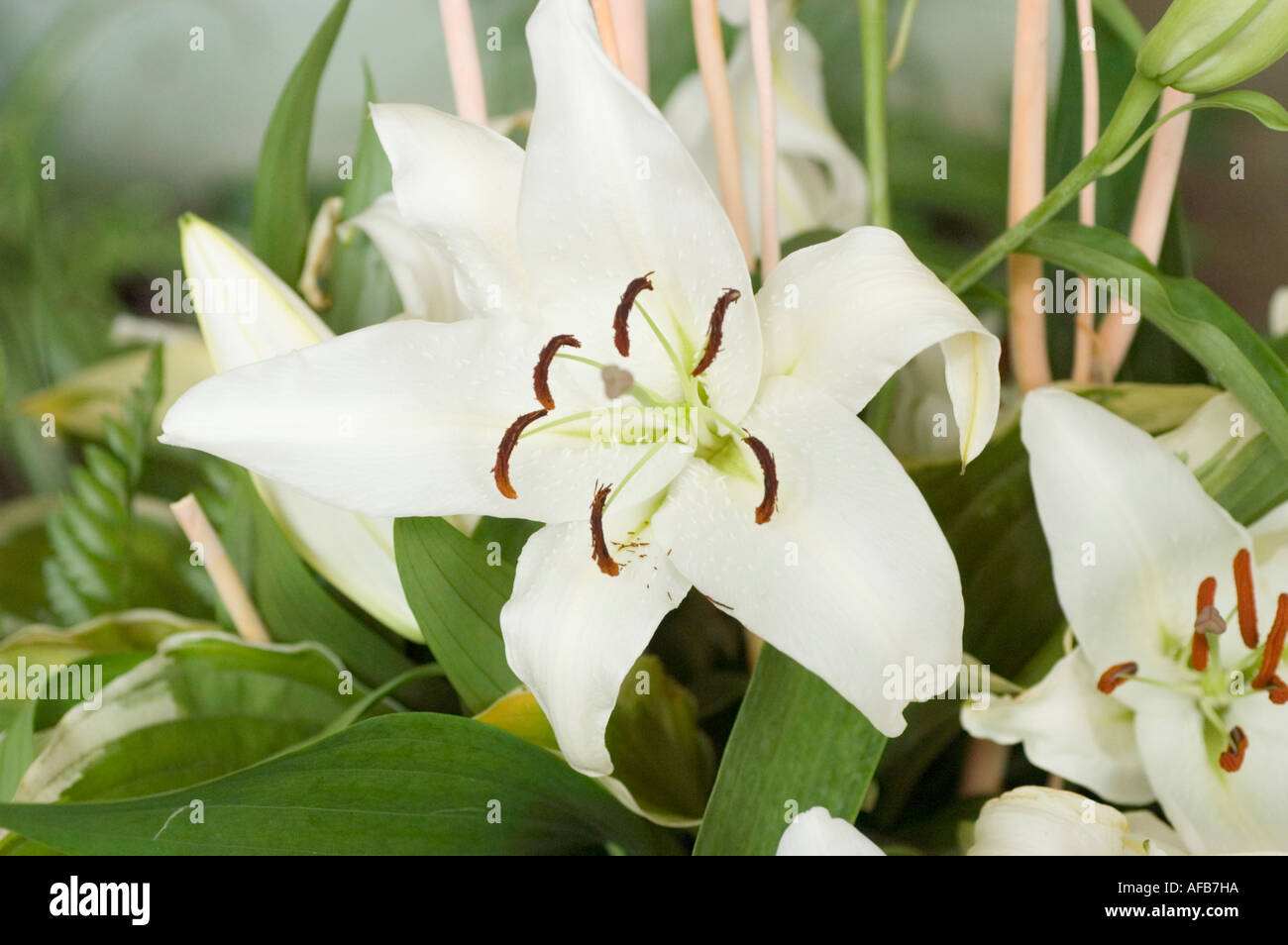 Flower arrangement of white daylily or day lily Simplon lilaceae lilium ...