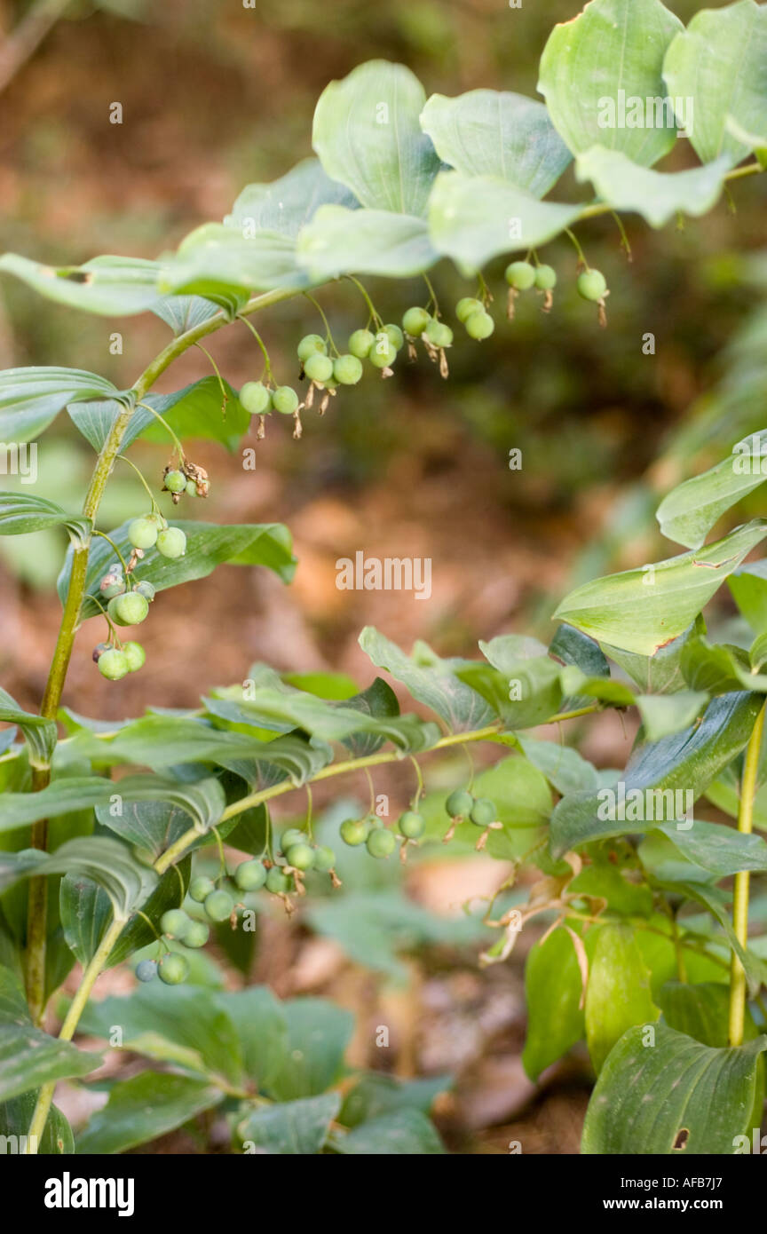 Solomons seal flower Polygonatum odoratum Stock Photo - Alamy