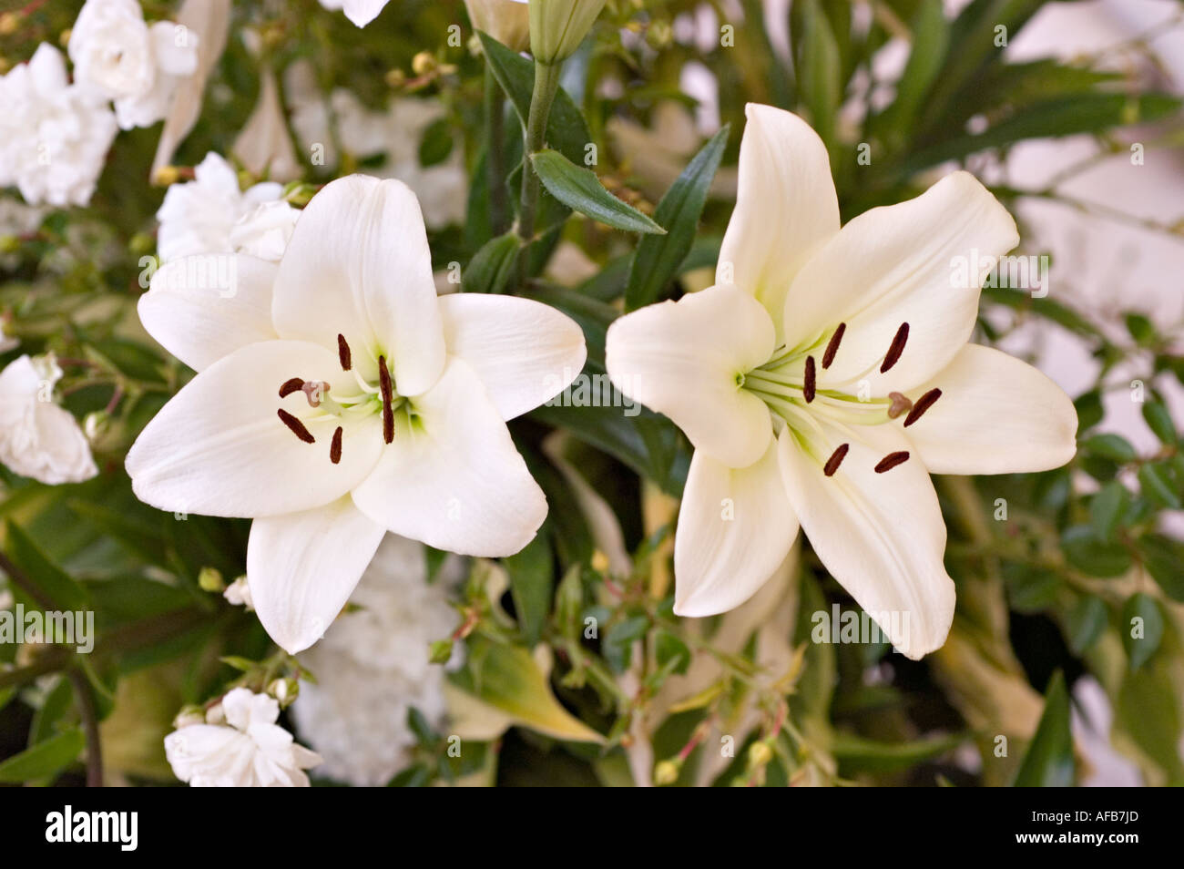 Flower arrangement of white daylily or day lily Courier lilaceae lilium ...