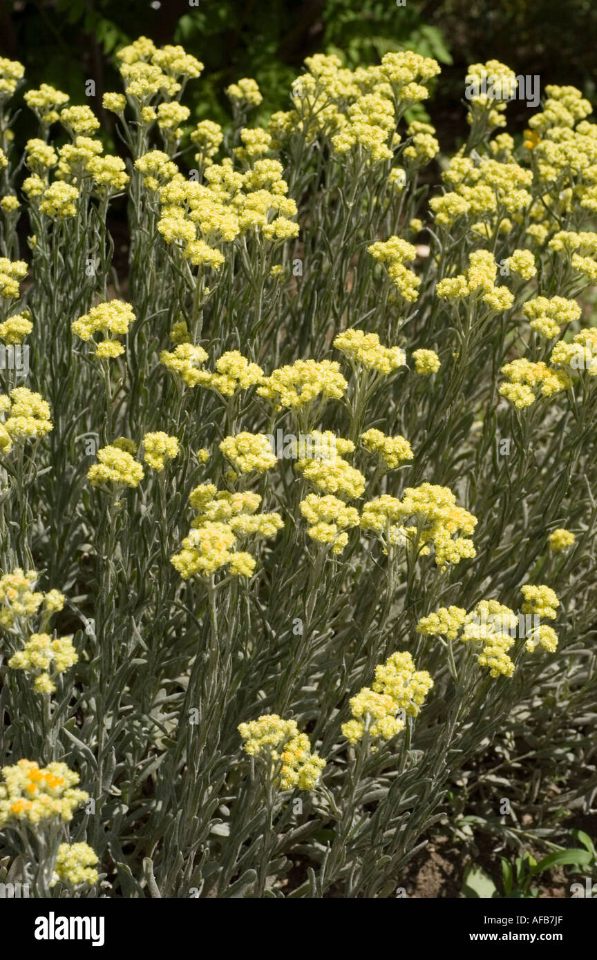 Yellow flowers of Everlasting or Dwarf Everlasting Asteraceae ...