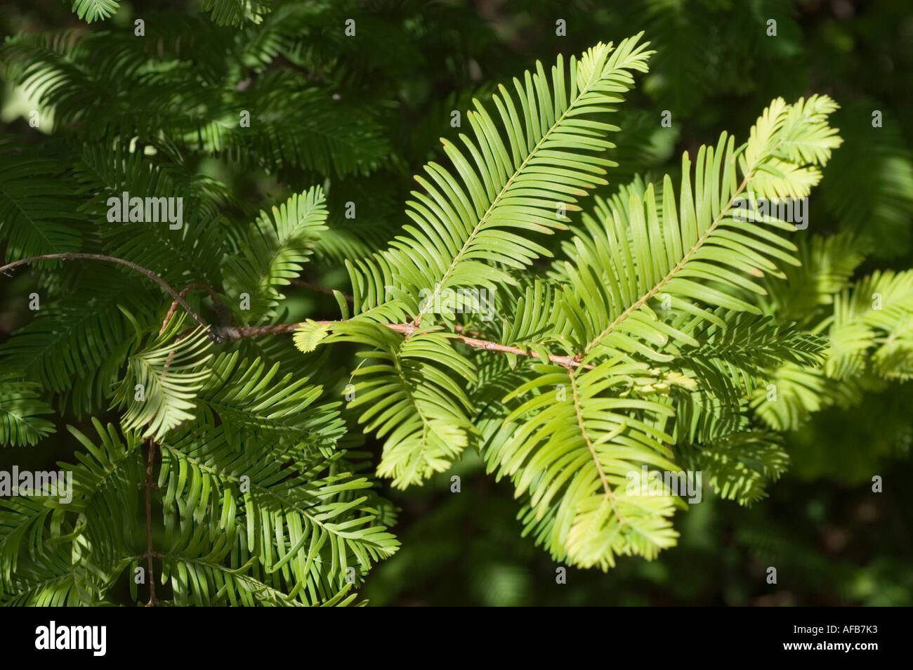Leaves of Dawn Redwood tree Taxodiaceae Metasequoia glyptostroboides ...