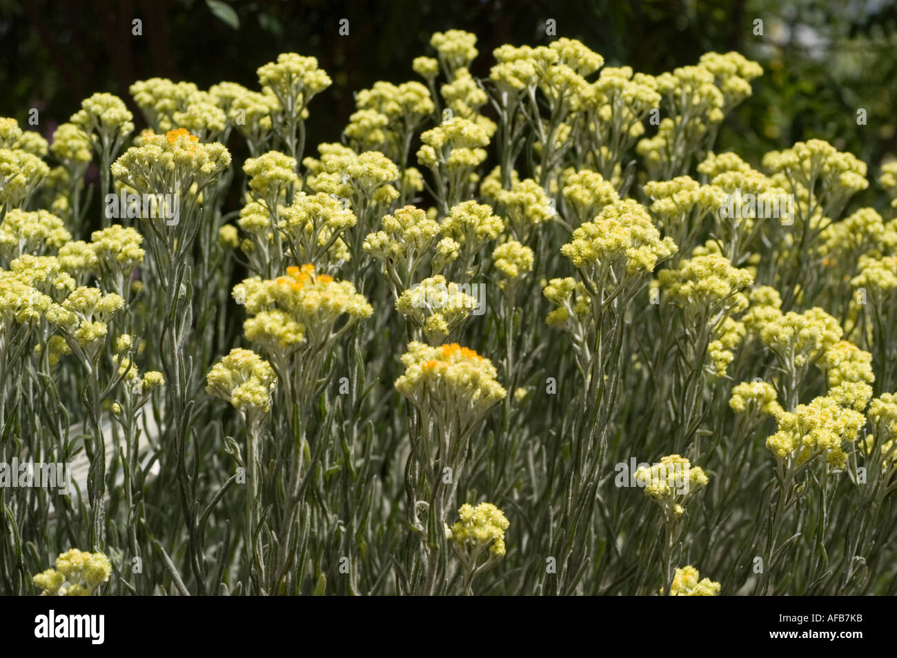 Yellow flowers of Everlasting or Dwarf Everlasting Asteraceae ...