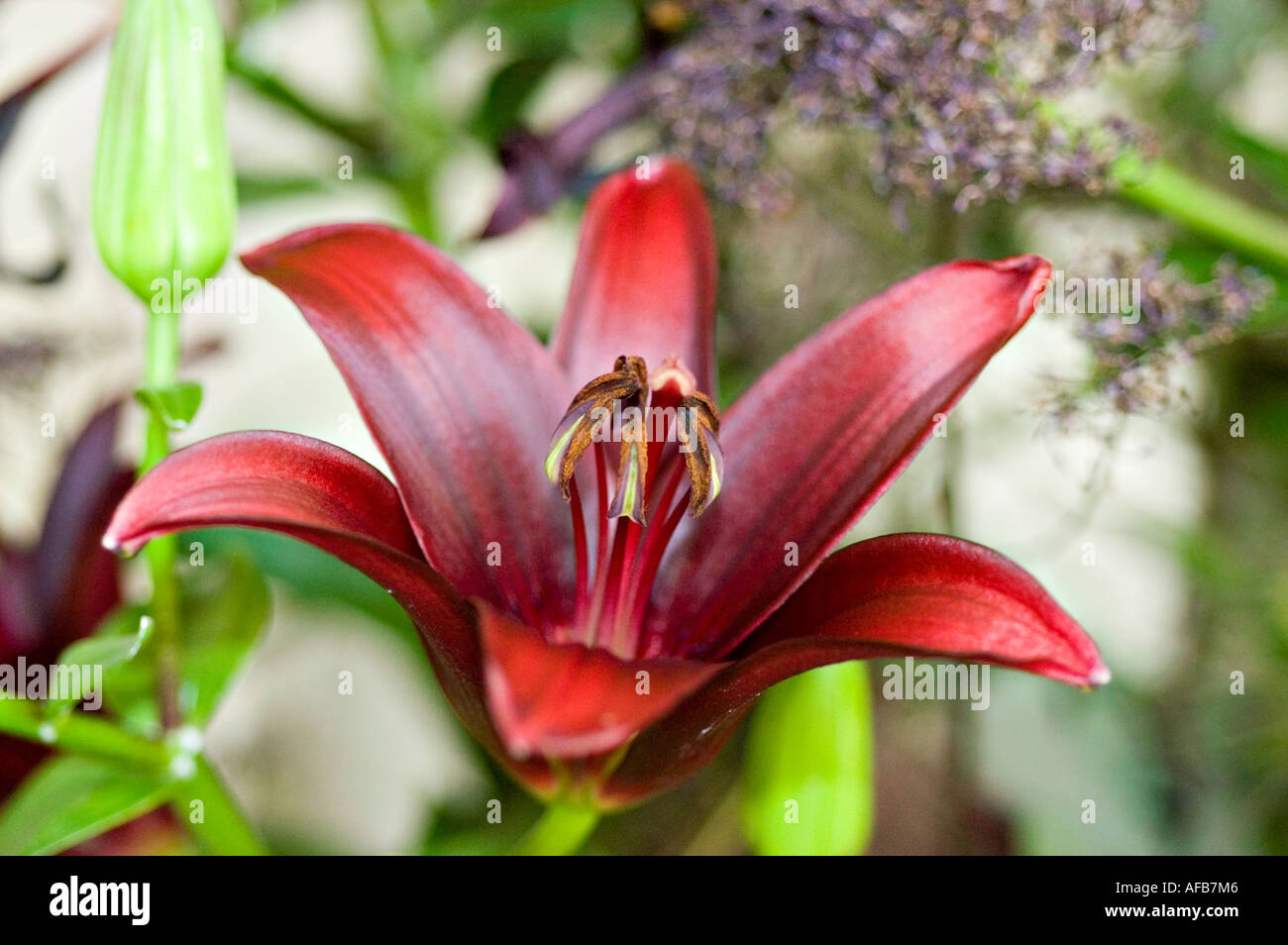 Landini lily hi-res stock photography and images - Alamy