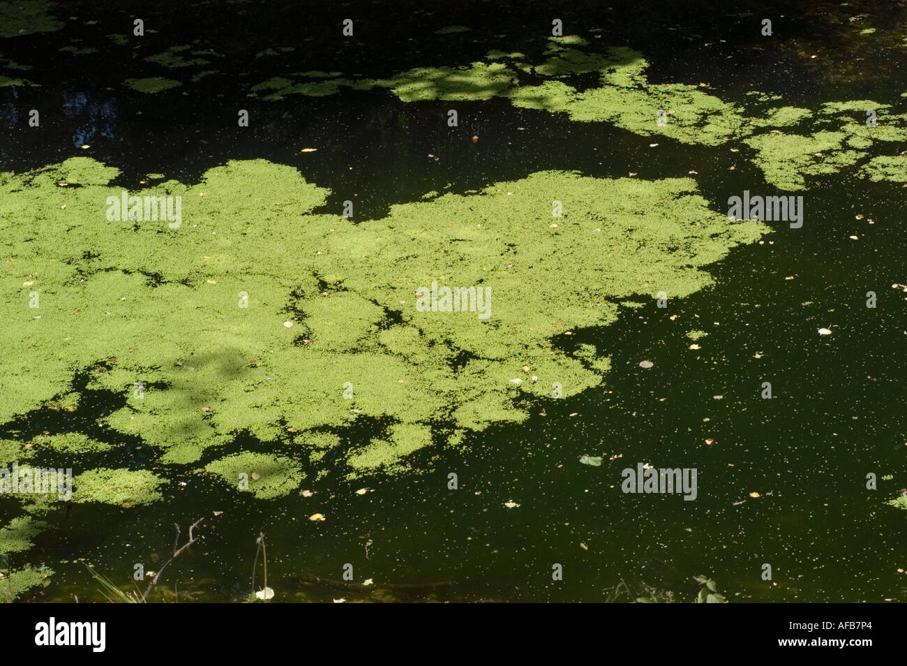 Water pond full of green floating plants example of eutrophication ...