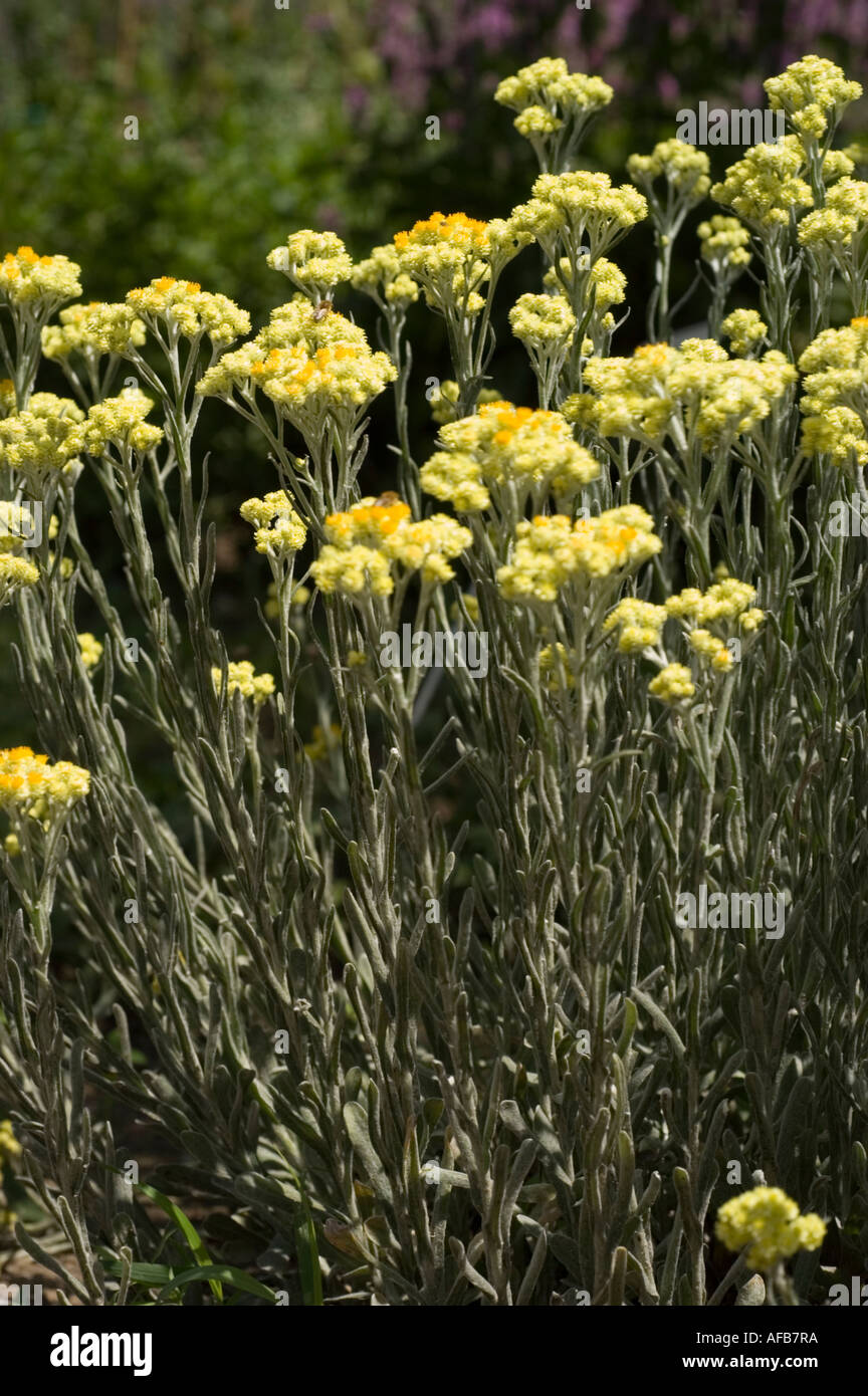 Yellow flowers of Everlasting or Dwarf Everlasting Asteraceae ...
