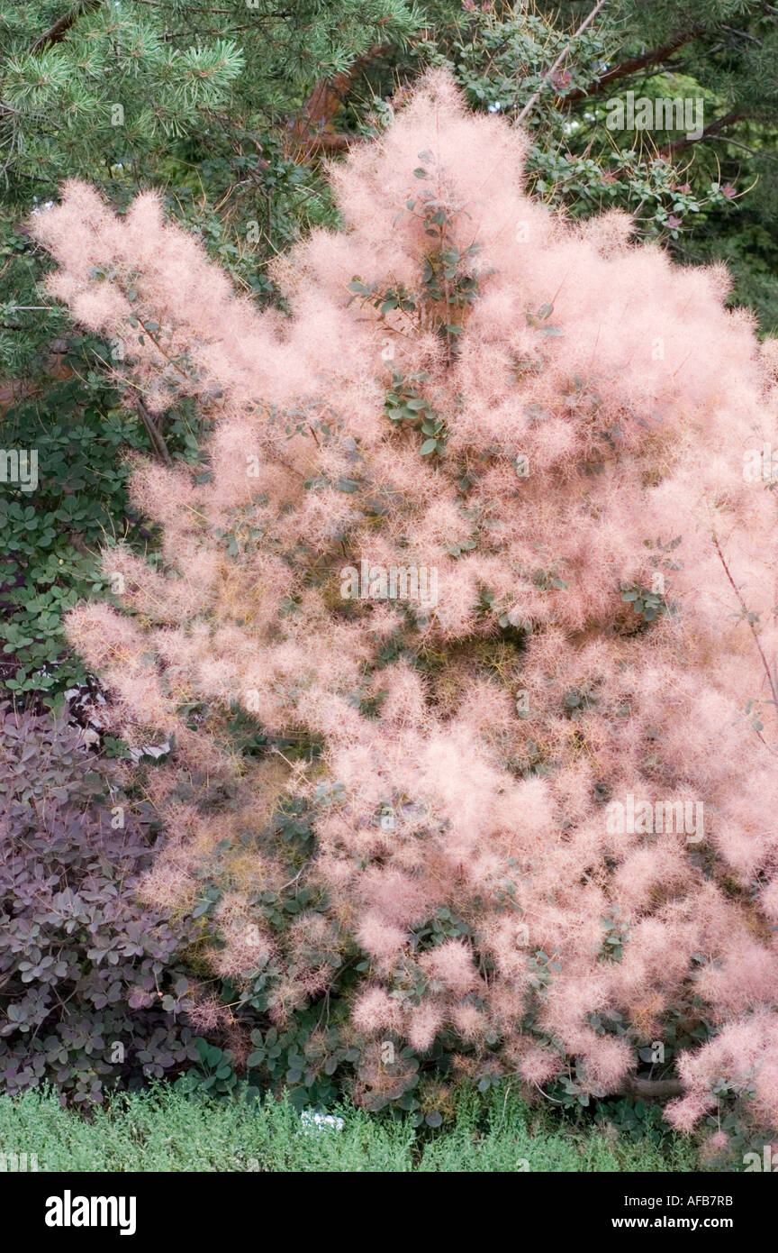 Pink smoke tree or smoketree Anacardiaceae Cotinus coggygria Purpureus ...
