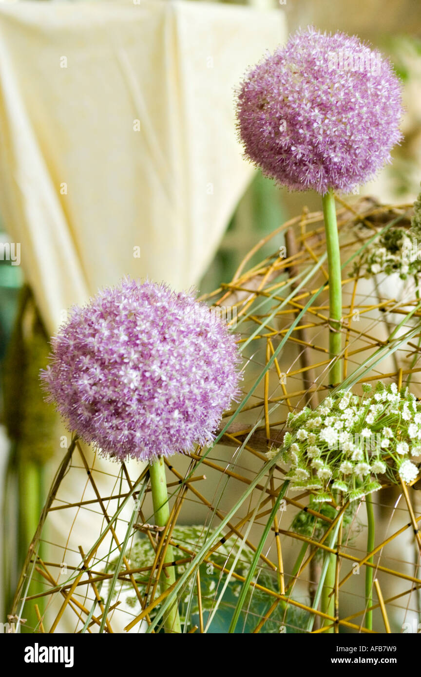 Flower arrangement of violet decorative garlic Stock Photo - Alamy