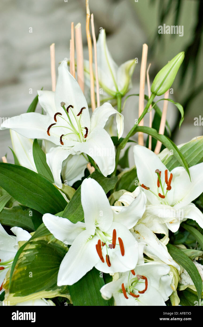 Flower arrangement of white daylily or day lily Simplon lilaceae lilium ...