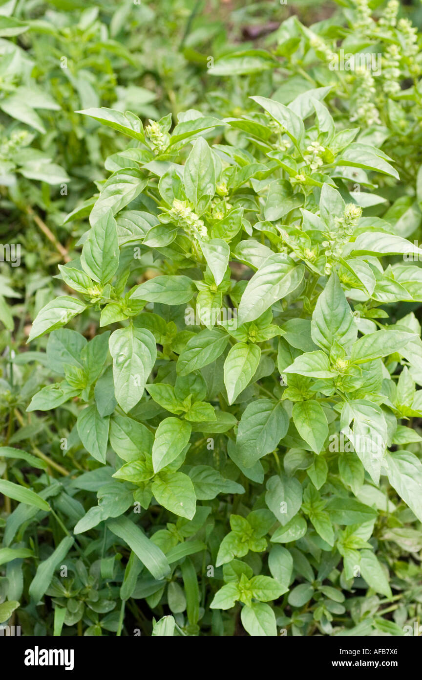 Lemon Basil Plant