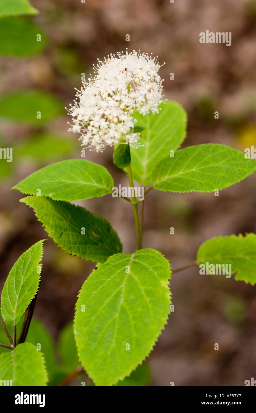 Leaves and pink flower of wild hydrangea Hyndrangeaceae Hydrangea ...