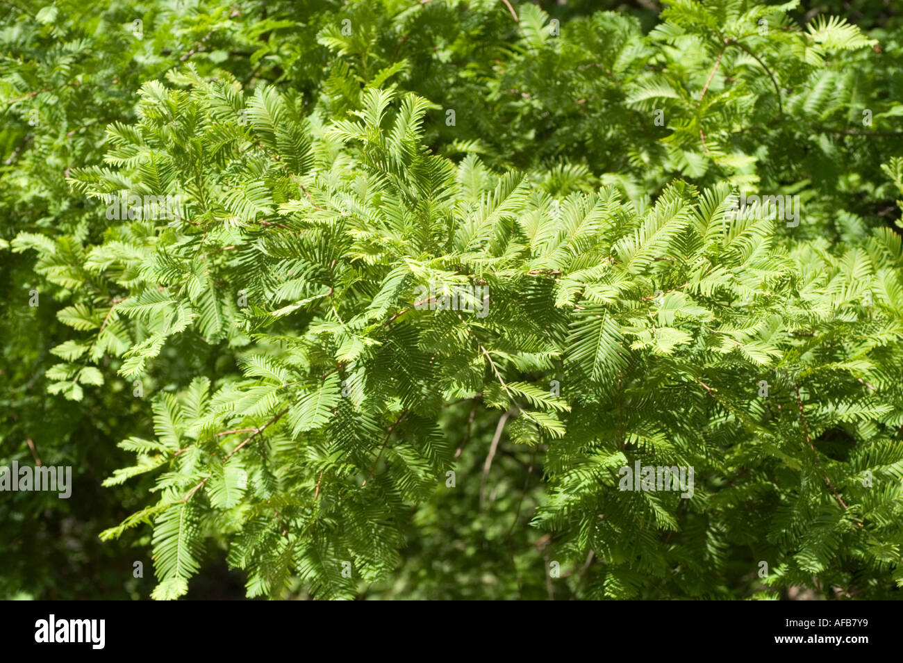 Leaves of Dawn Redwood tree Taxodiaceae Metasequoia glyptostroboides ...