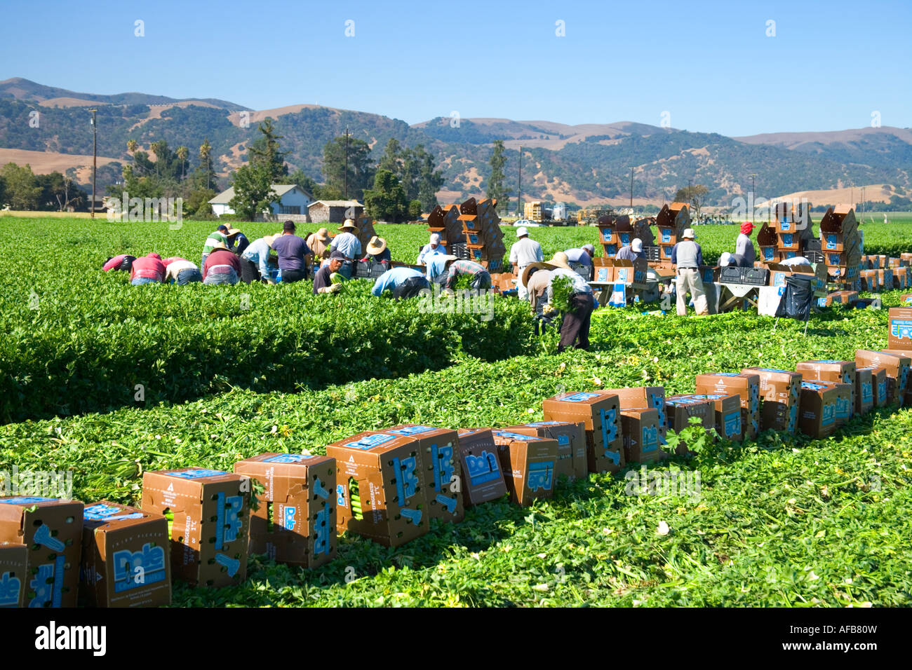 Workers harvesting celery in field Stock Photo - Alamy