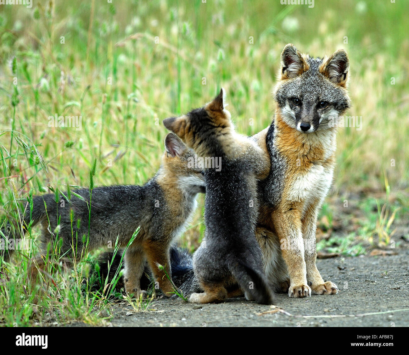 Parent kit foxes hi-res stock photography and images - Alamy