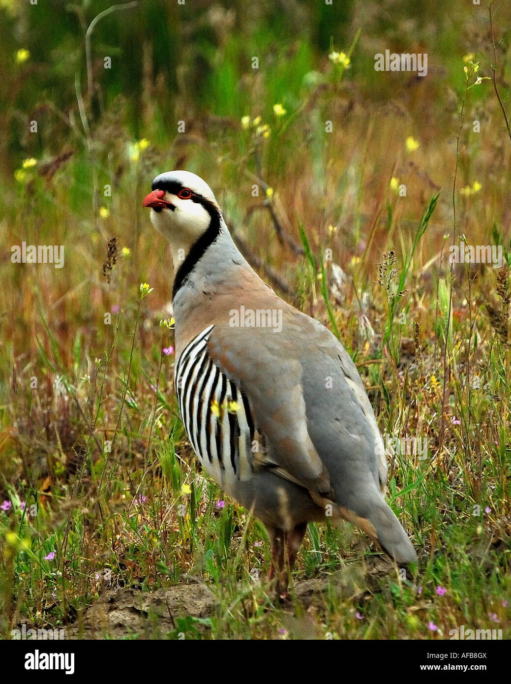 Chukar (Alectoris chukar Stock Photo - Alamy