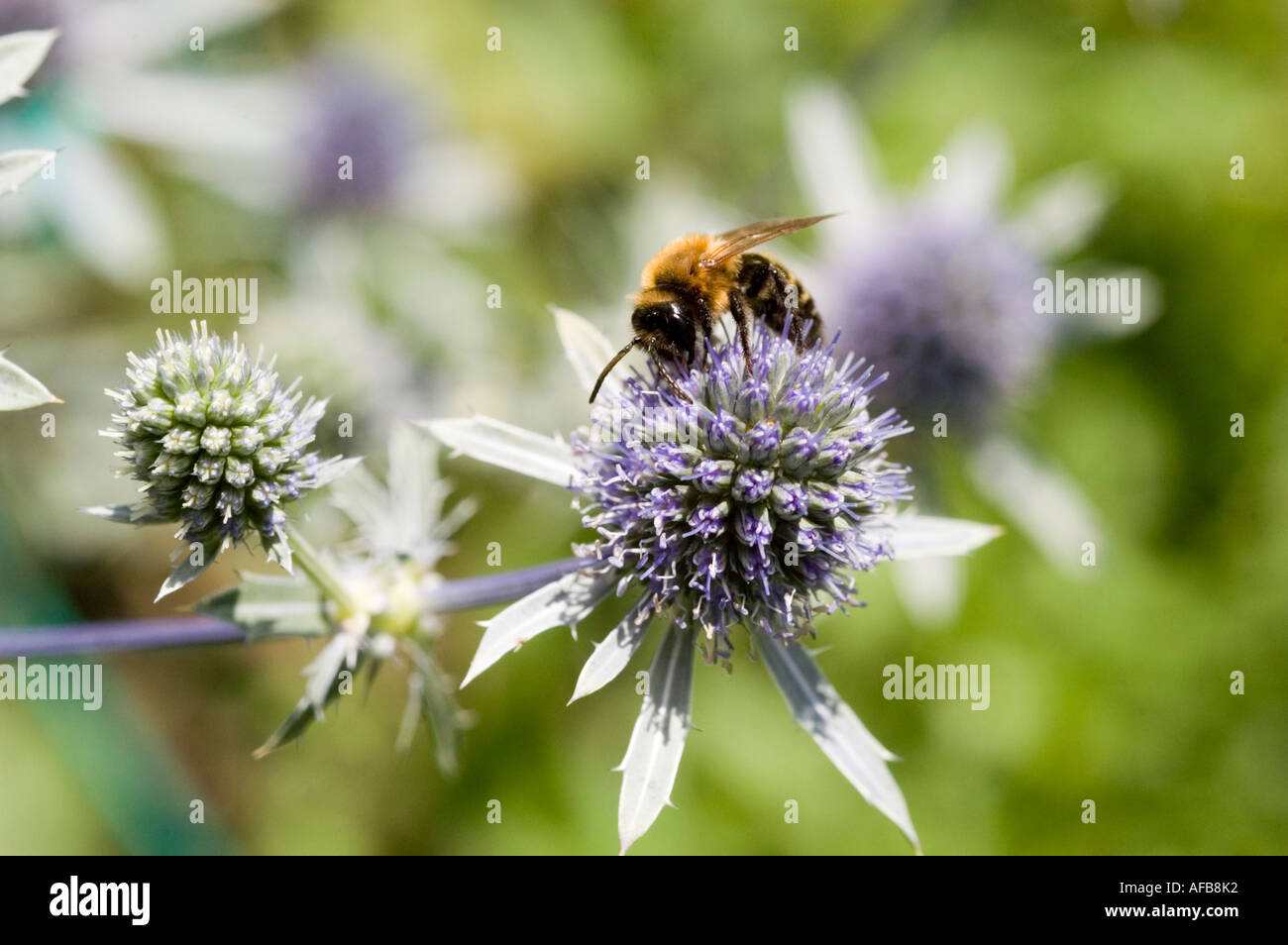 Bee on Flat sea holly (Eryngium planum) in the Apiaceae family. Close ...