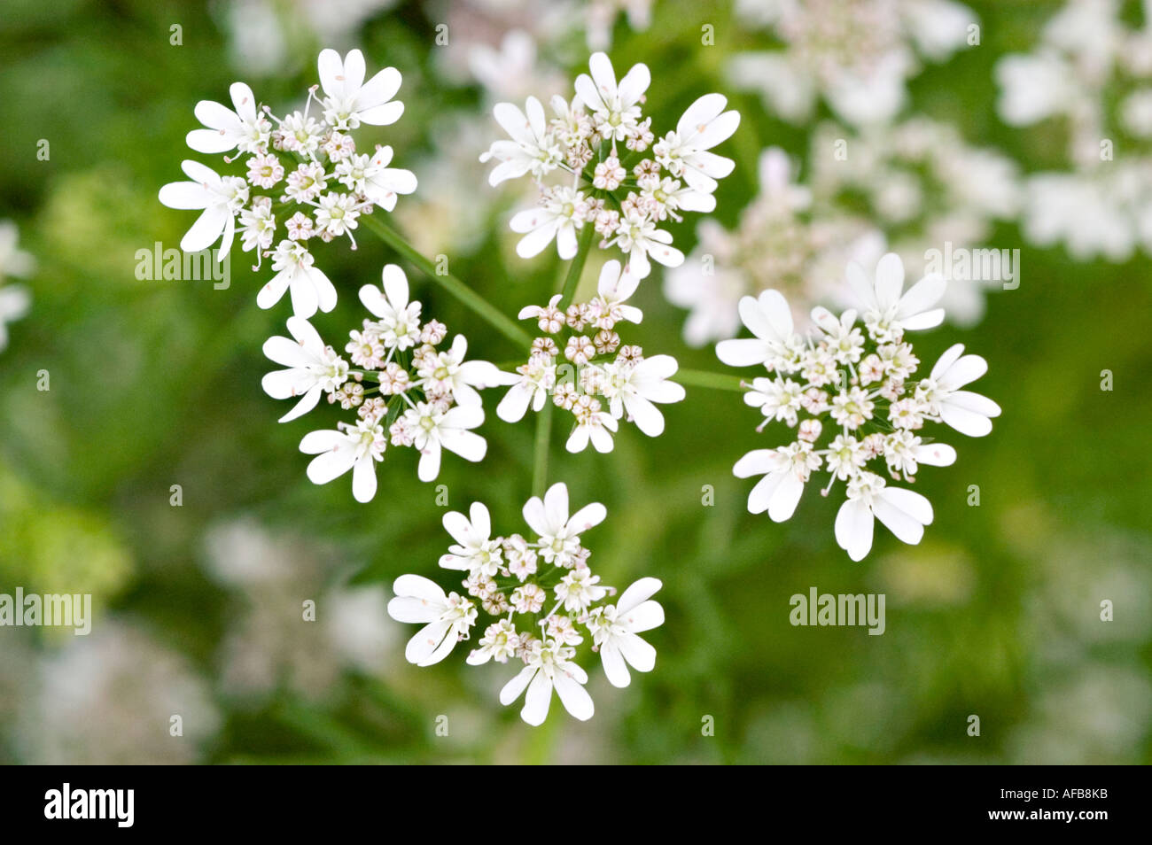 White flowers of coriander Apiaceae Coriandrum sativum Stock Photo - Alamy