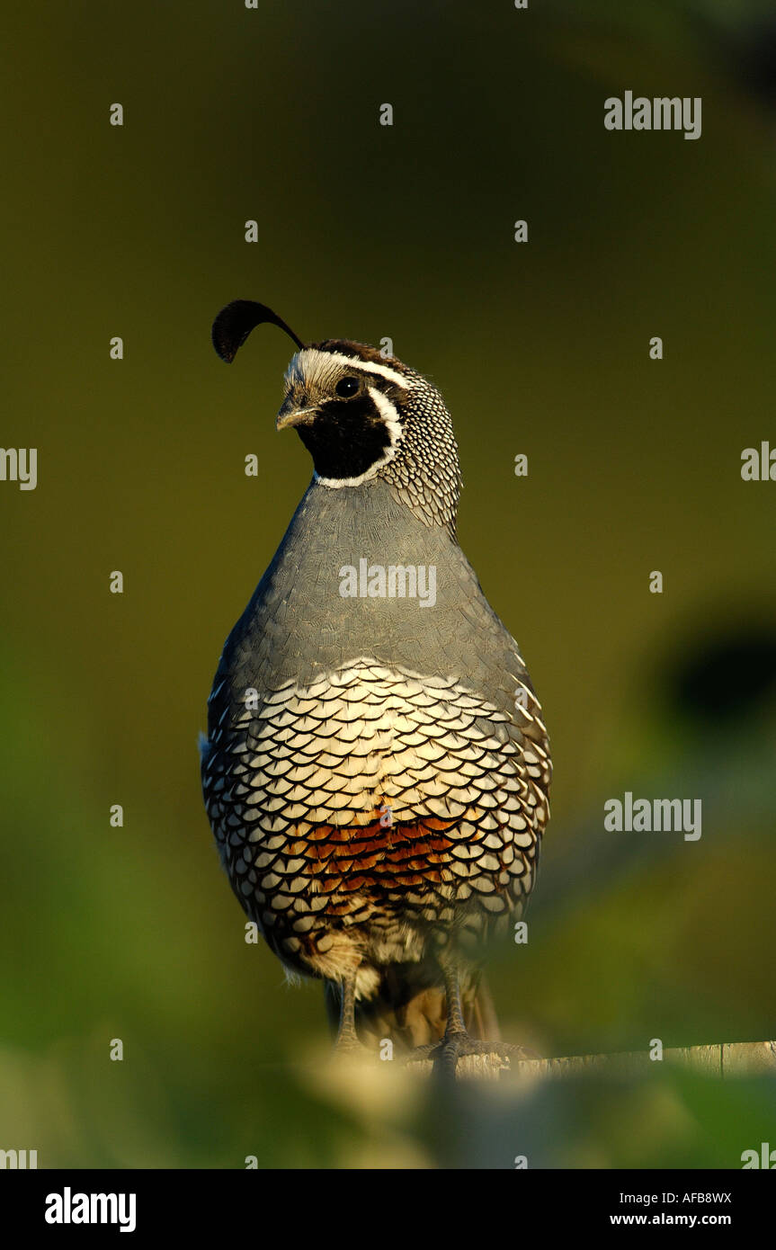 Male California quail (Callipepla californica Stock Photo - Alamy