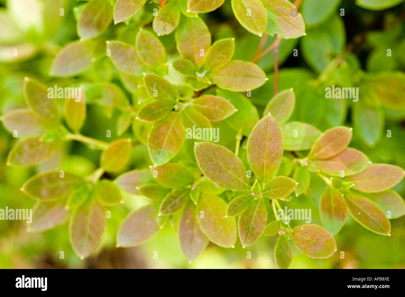 Leaves of minniebush Ericaceae Menziesia pilosa North America Stock ...