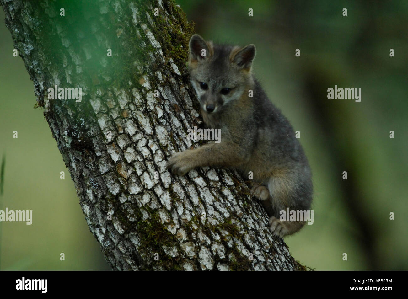 Gray fox (Urocyon cinereoargenteus) kit climbing tree Stock Photo - Alamy