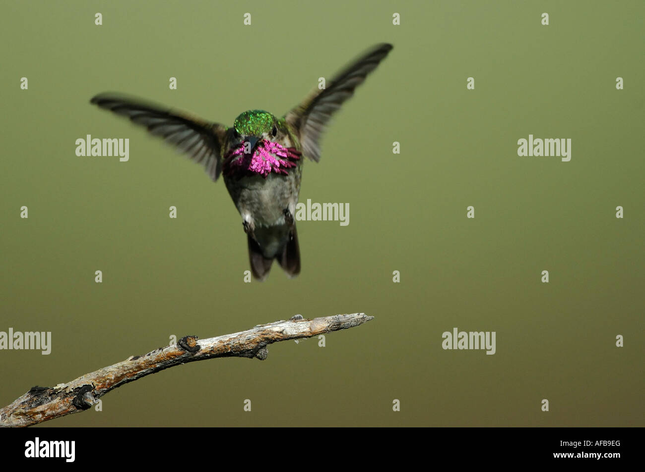 Male calliope hummingbird (Stellula calliope) in flight Stock Photo - Alamy