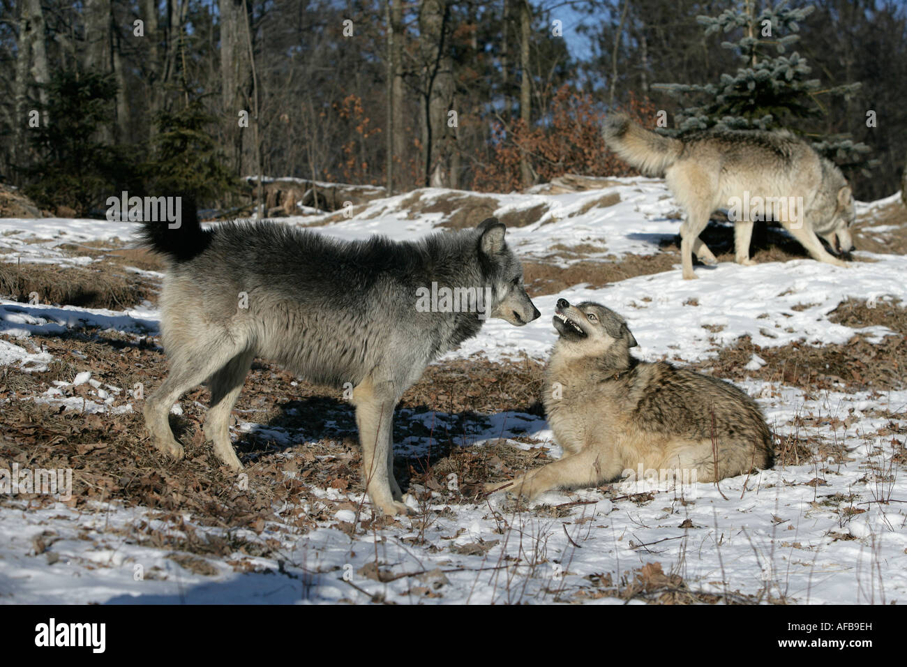 Grey wolf Canis lupus Stock Photo - Alamy