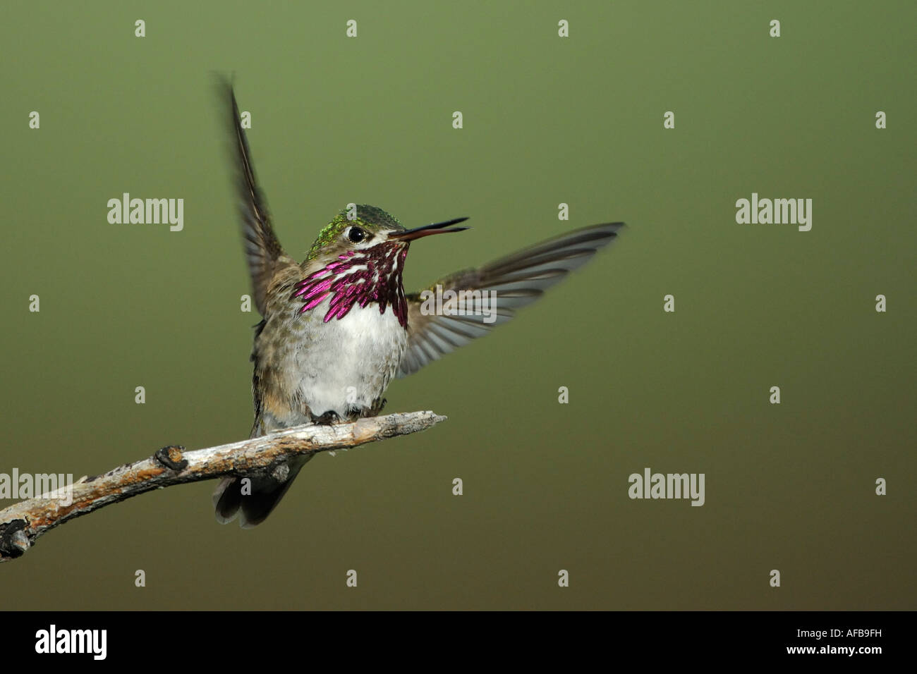 Calliope hummingbirds hi-res stock photography and images - Alamy