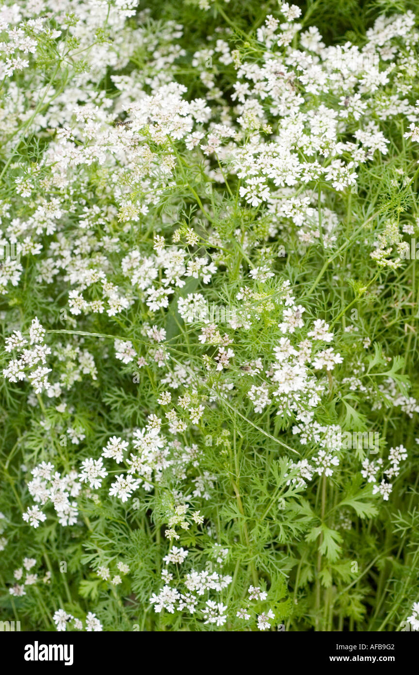 White flowers of coriander Apiaceae Coriandrum sativum Stock Photo - Alamy