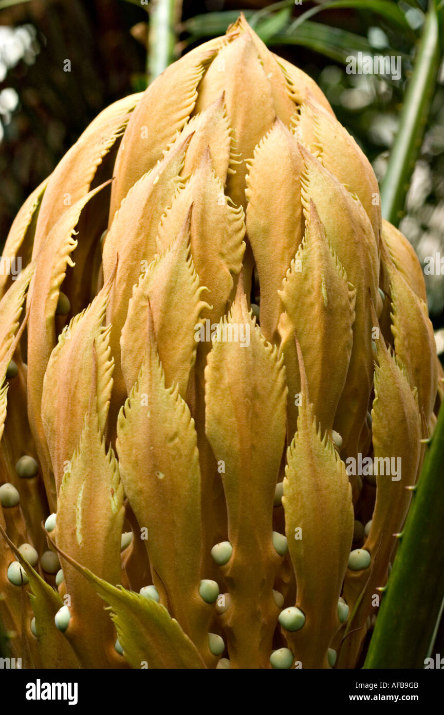 Queen sago palm Cycadaceae Cycas circinalis Sri Lanka Philipina ...