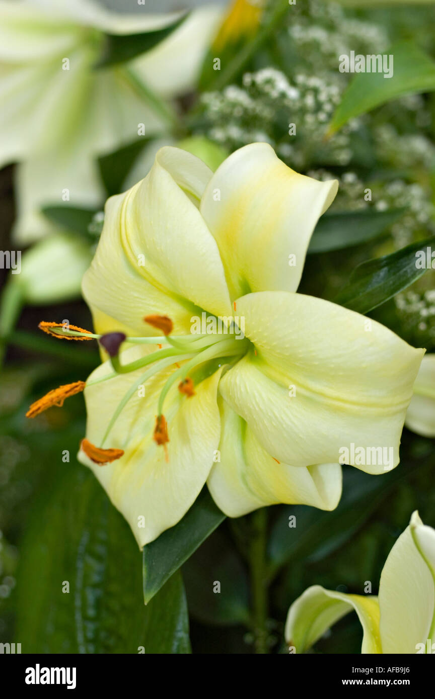 Lily 'conca d'or' hi-res stock photography and images - Alamy