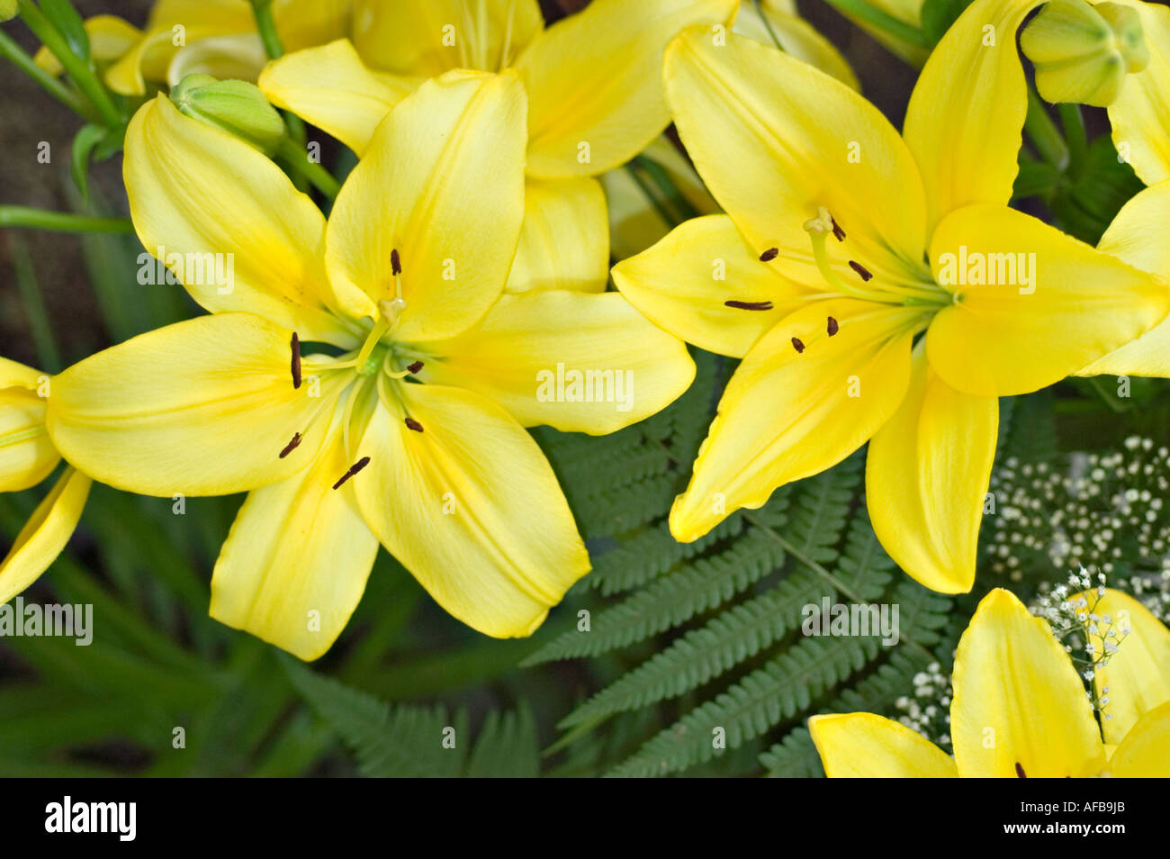 Flower arrangement of yellow daylily or day lily Pavia lilaceae lilium ...