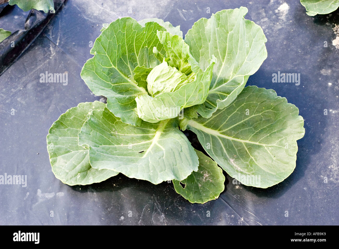 Cabbage plant growing on the plastic sheet Stock Photo - Alamy