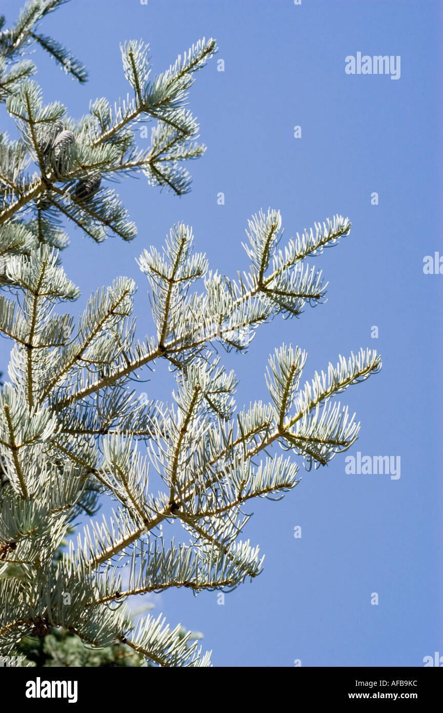 White fir Pinaceae Abies concolor Argentea USA Mexico North America ...