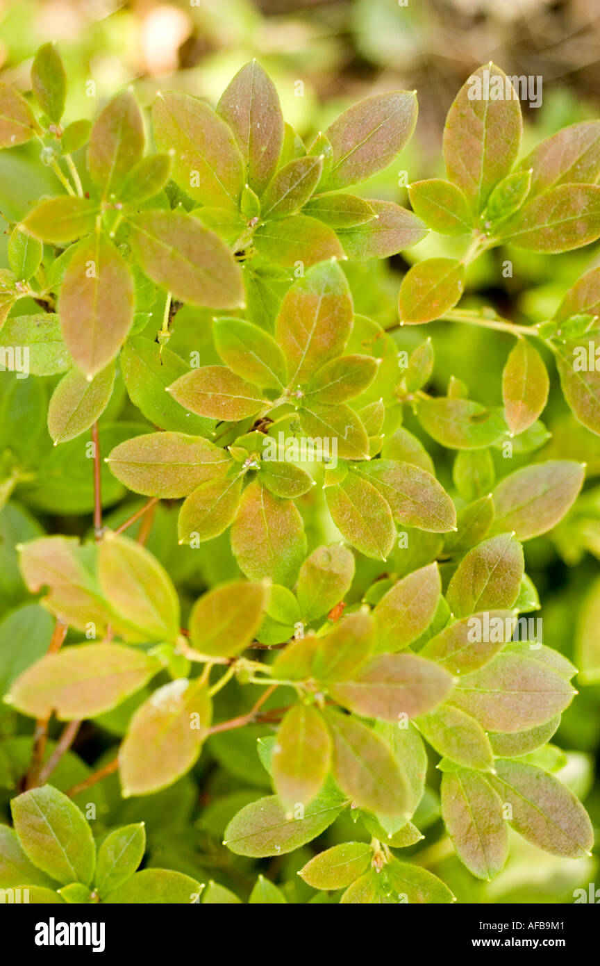 Leaves of minniebush Ericaceae Menziesia pilosa North America Stock ...