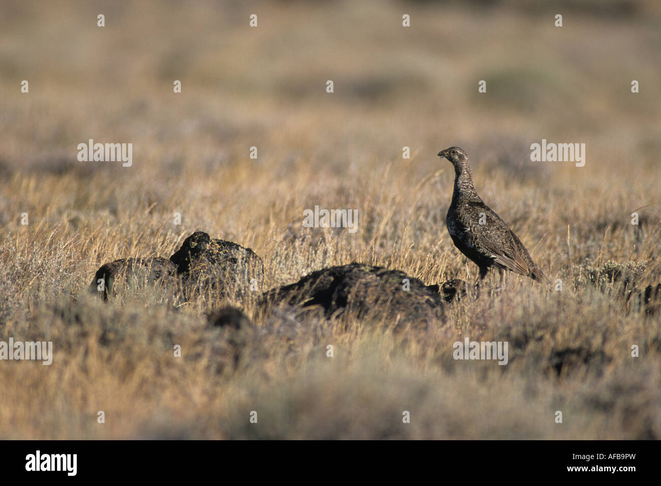 Female sage grouse hi-res stock photography and images - Alamy