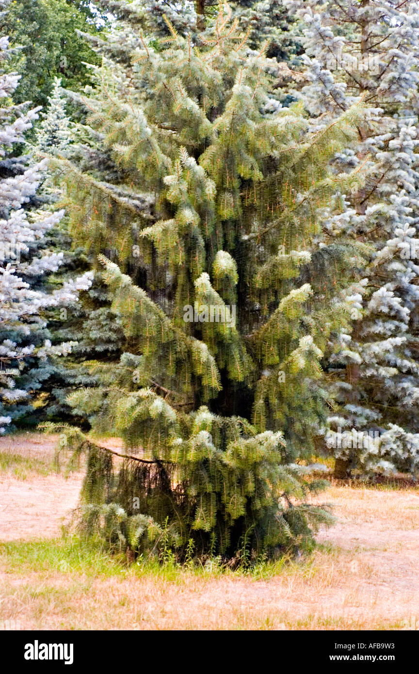 Brewer spruce tree Pinaceae Picea breweriana USA North America Stock ...