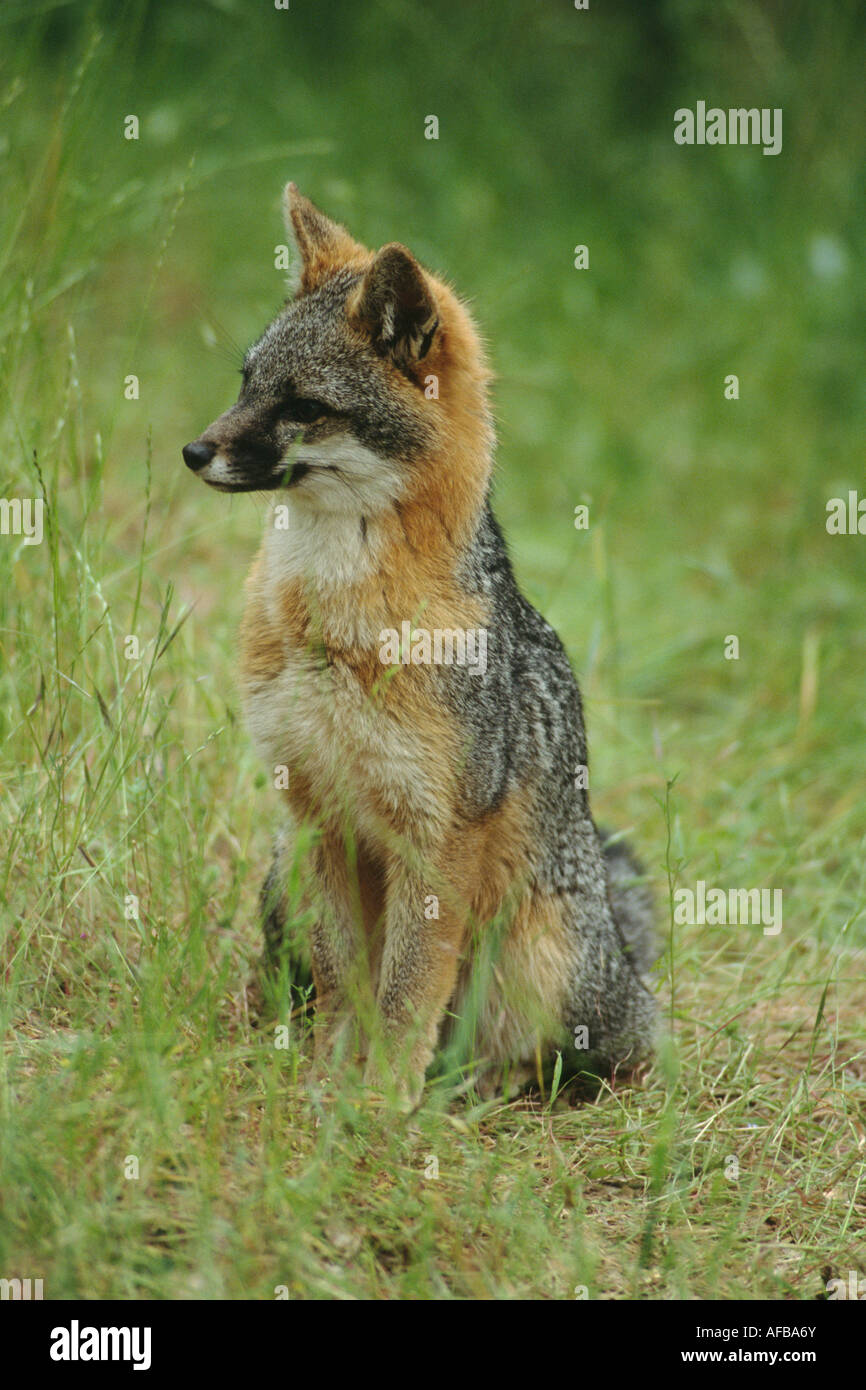 Gray fox (Urocyon cinereoargenteus), sitting, observing, resting ...