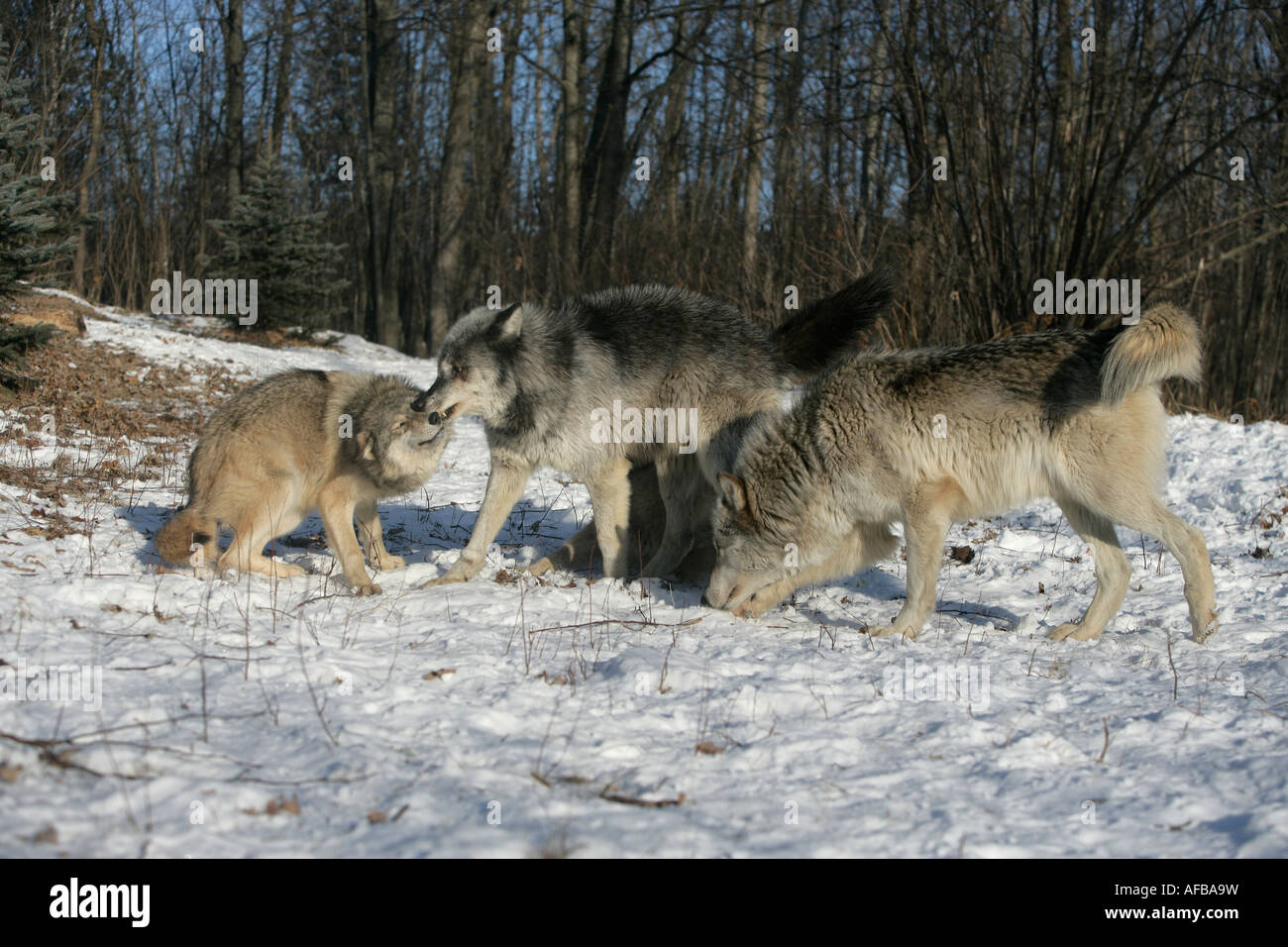 Grey wolf pack europe hi-res stock photography and images - Alamy