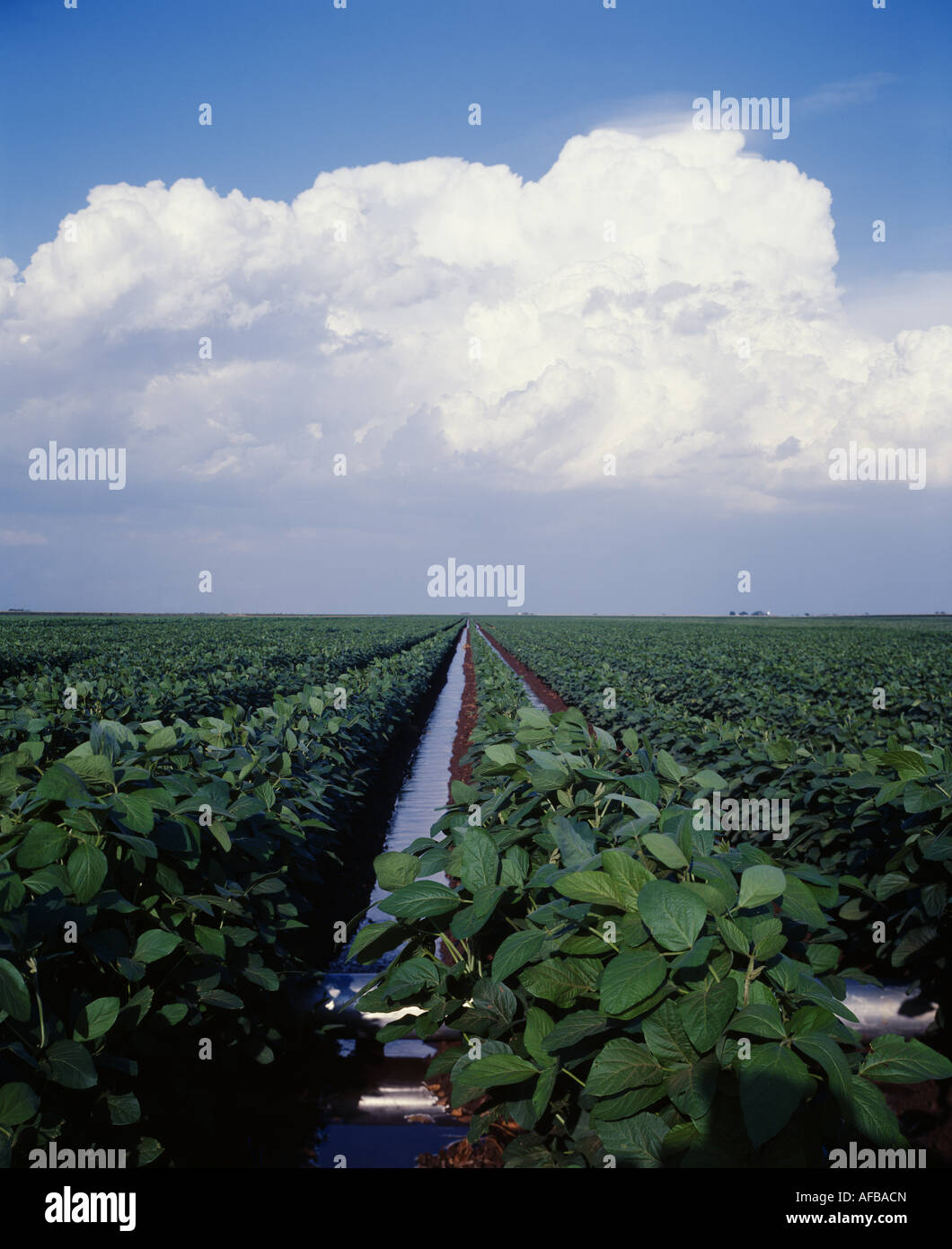 Texas rice crop hi-res stock photography and images - Alamy