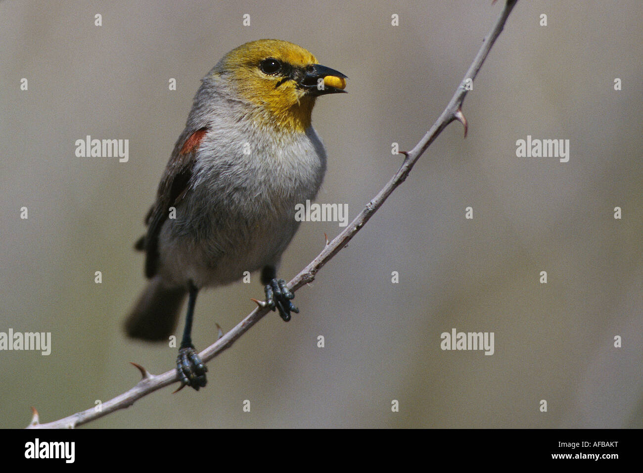 Verdin auriparus flaviceps hi-res stock photography and images - Alamy