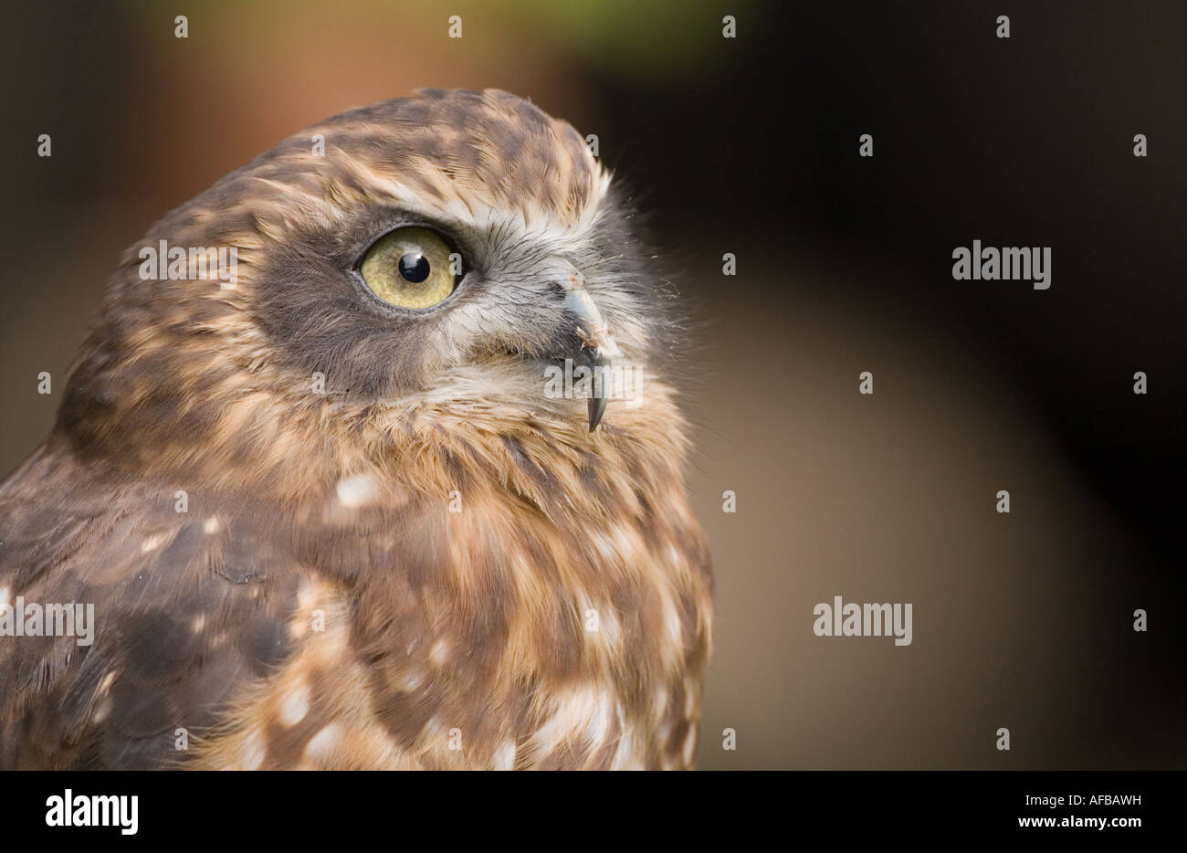 Owl watching for prey Stock Photo - Alamy