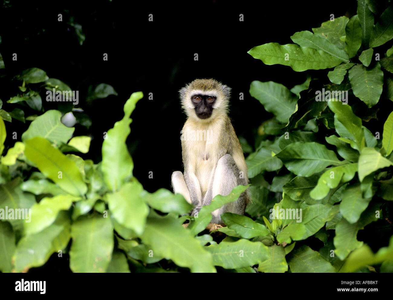 Vervet Monkey, Kenya, Africa Stock Photo - Alamy