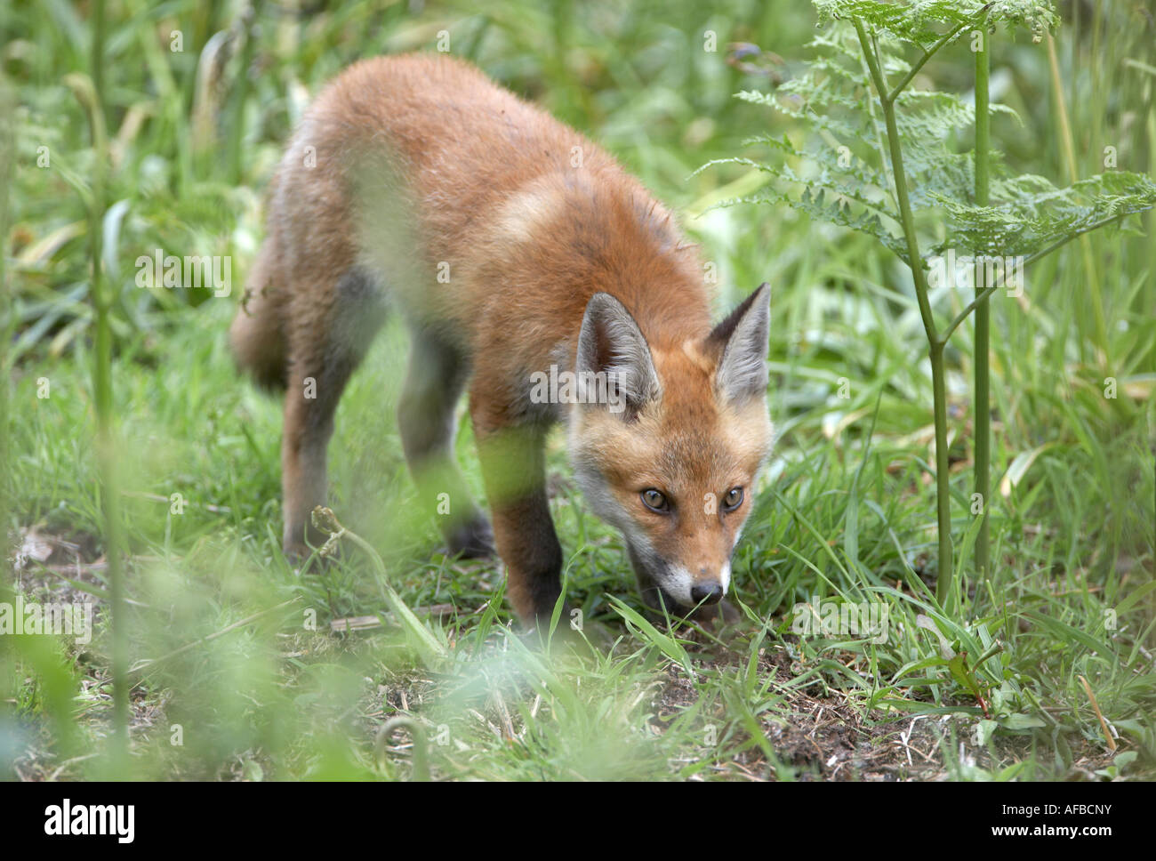 Red Fox (Vulpes vulpes) sniffing the ground Stock Photo - Alamy