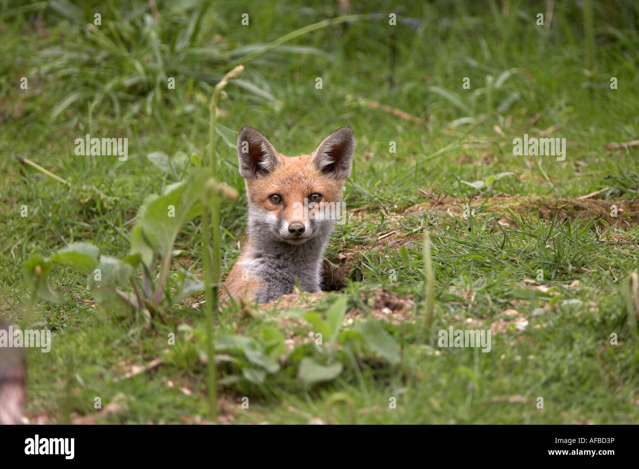 Fox hole hi-res stock photography and images - Alamy