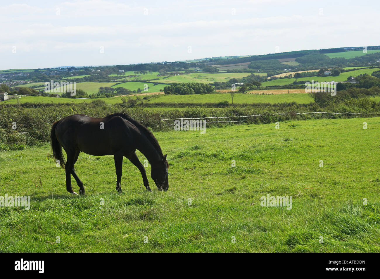 Devon countryside horse hi-res stock photography and images - Alamy