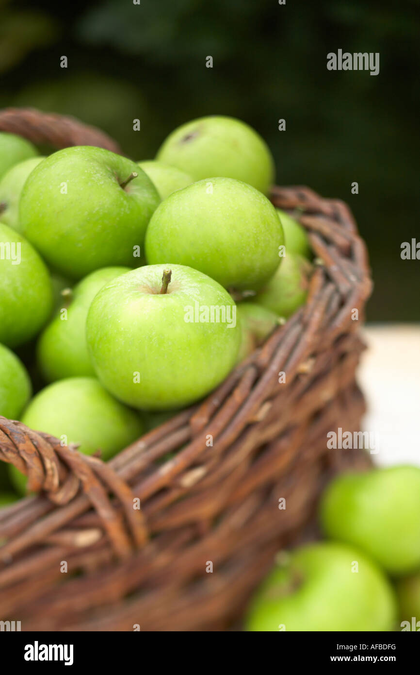 Basket of Bramley Green Cooking Apple Apples Malus Domestica Outside ...